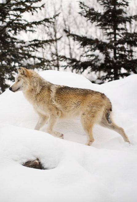 feyworks.com » Japan Needs Wolves