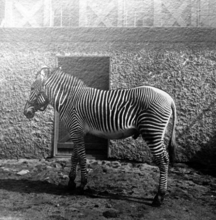 feyworks.com » How Dan the Zebra Stopped an Ill-Fated Government ...