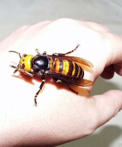 feyworks.com » World’s Largest Honeybees