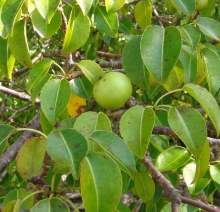 feyworks.com » The Death Apple Tree