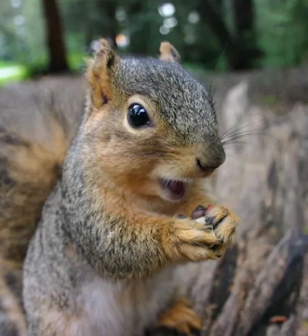 feyworks.com » Surprising Squirrels