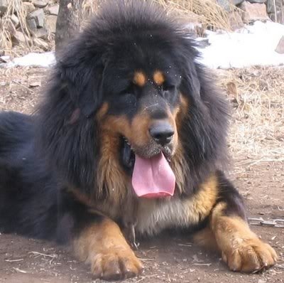 feyworks.com » The Mighty Bankhar Dogs of Mongolia