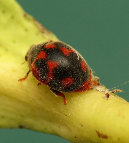 feyworks.com » The Bug that Saved California