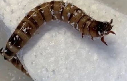 feyworks.com » Superworms Eat Trash