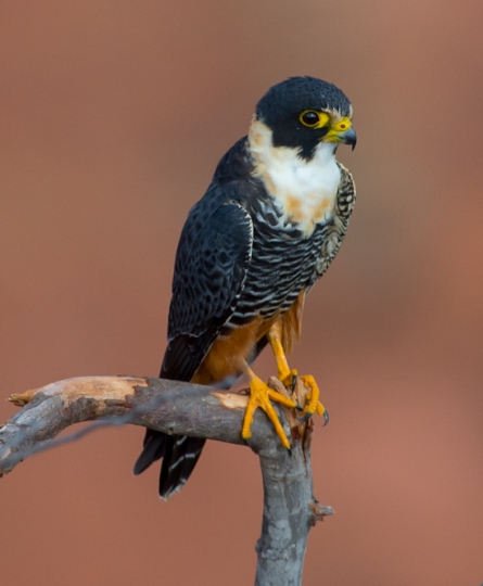 feyworks.com » Meet the Bat Falcon