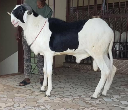 feyworks.com » Senegal’s Star Sheep