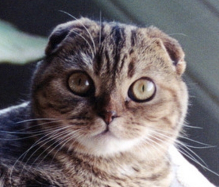 feyworks.com » The Owl Cat