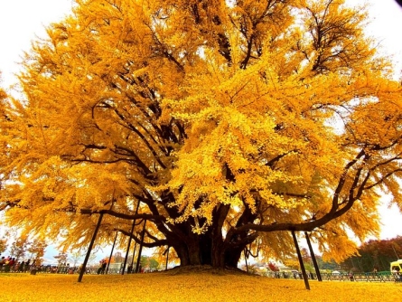 feyworks.com » The World’s Most Beautiful Tree