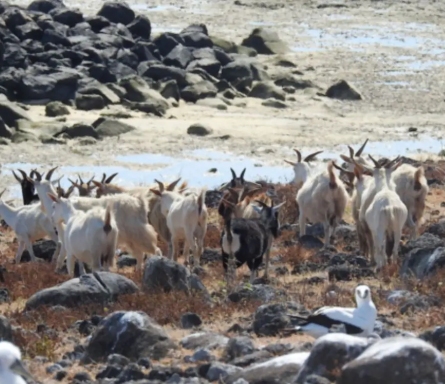 feyworks.com » The Mysterious Goats of Santa Barbara Island, Brazil